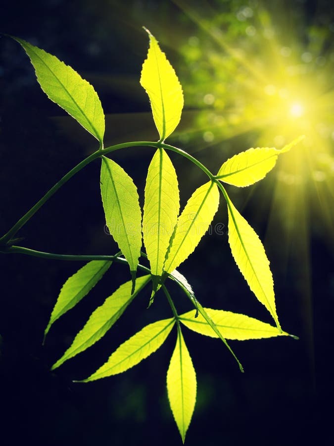 Green Foliage Glowing in Sunlight Stock Image - Image of glowing ...