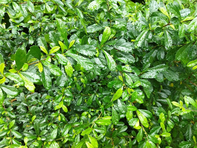 The Green Foliage of Hedgerows is Lush and Dewy. Stock Image - Image of ...