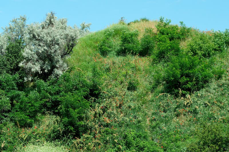Green Foliage on a Hillside in Summer Stock Image - Image of green ...