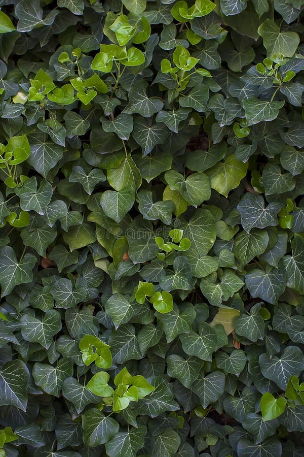 Green Foliage Leaf Background or Texture Bush. Stock Image - Image of ...