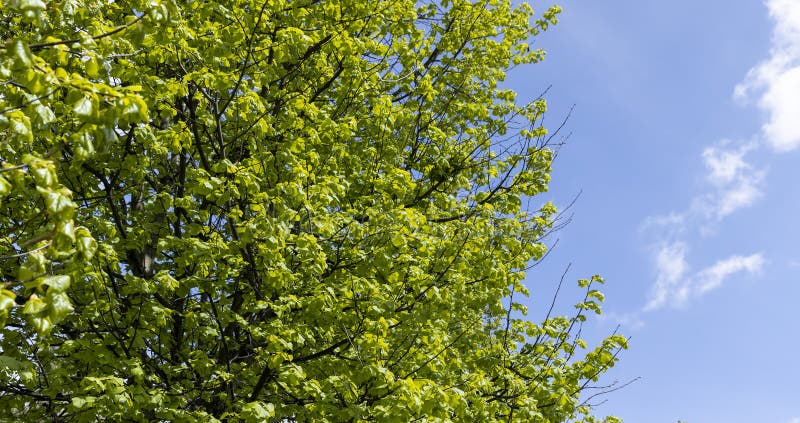 Green Foliage of Linden Trees in the Spring Season Stock Photo - Image ...