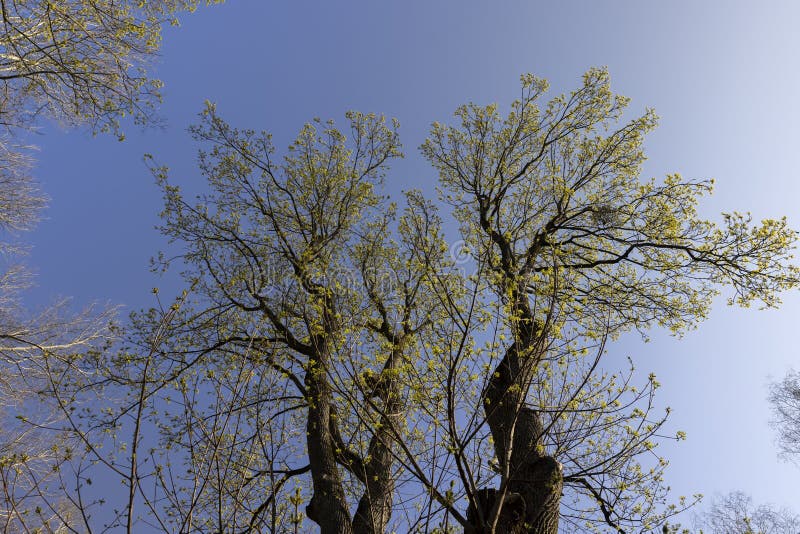 Green Foliage and Maple Flowers on Trees in the Spring Season Stock ...