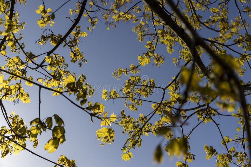Green Foliage on a Maple Tree in Spring Bloom Stock Photo - Image of ...