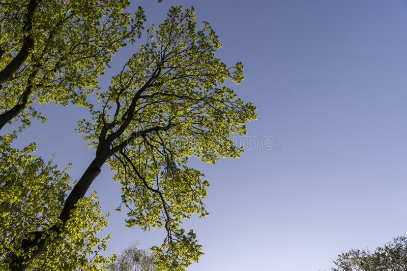 Green Foliage on a Maple Tree in Spring Bloom Stock Image - Image of ...