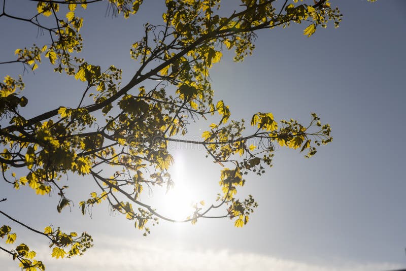 Green Foliage on a Maple Tree in Spring Bloom Stock Photo - Image of ...