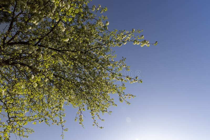 Green Foliage on a Maple Tree in Spring Bloom Stock Image - Image of ...