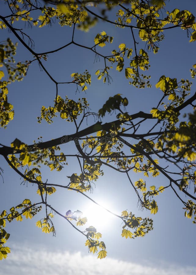 Green Foliage on a Maple Tree in Spring Bloom Stock Photo - Image of ...
