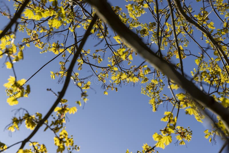 Green Foliage on a Maple Tree in Spring Bloom Stock Image - Image of ...