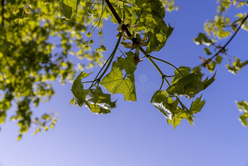 Green Foliage on a Maple Tree in Spring Bloom Stock Photo - Image of ...