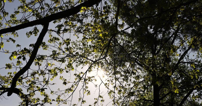 Green Foliage on a Maple Tree in Spring Bloom Stock Video - Video of ...