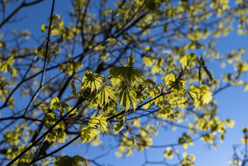 Green Foliage on a Maple Tree in Spring Bloom Stock Image - Image of ...