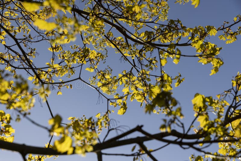 Green Foliage on a Maple Tree in Spring Bloom Stock Photo - Image of ...