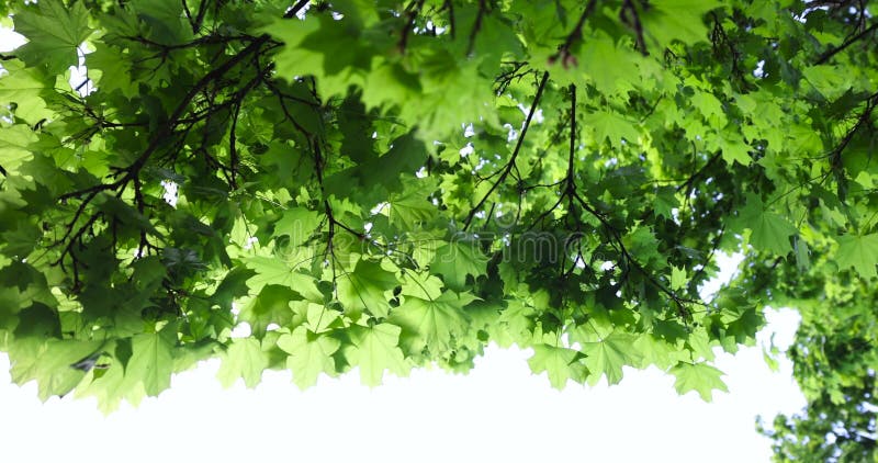 Green Foliage of Maple Trees in the Spring Season Stock Footage - Video ...