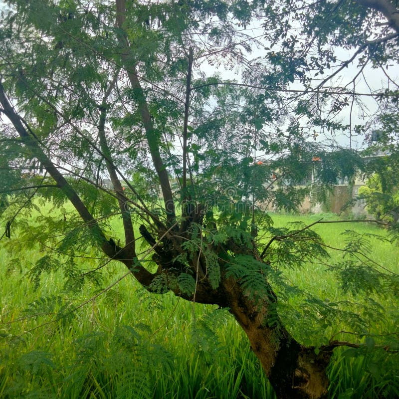 Green Foliage and Nature Around Refreshes the Eye Stock Photo - Image ...