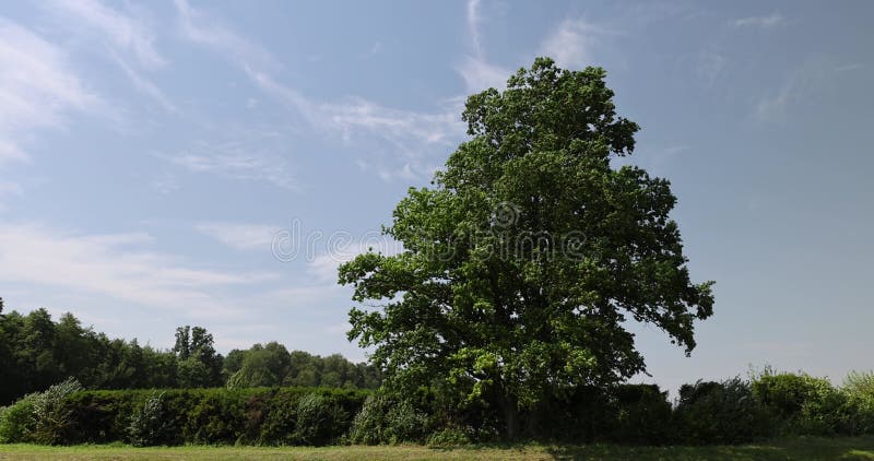 Green Foliage on an Old Tall Maple Stock Video - Video of plant, spring ...