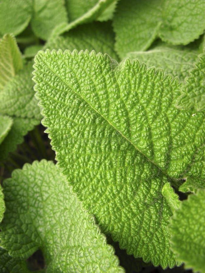 Green foliage of plants stock photo. Image of season, natural - 4985206