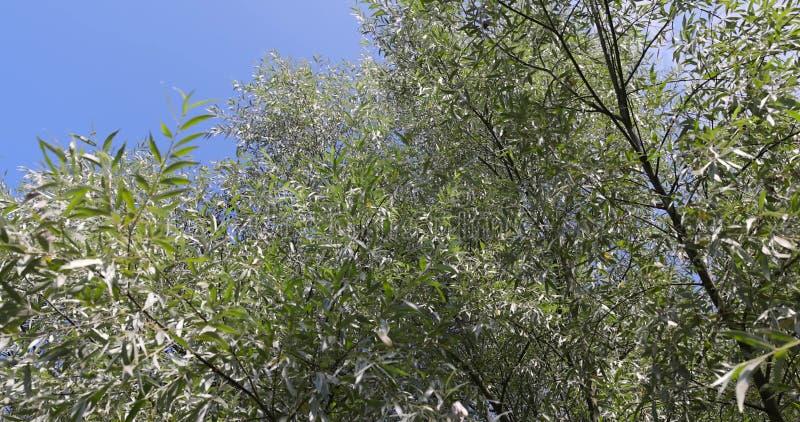 The Green Foliage of the Silver Willow Tree in the Summer and the Blue ...