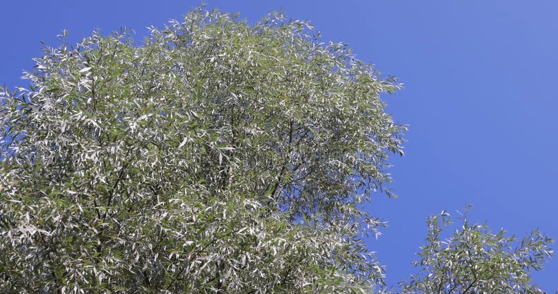 The Green Foliage of the Silver Willow Tree in the Summer and the Blue ...