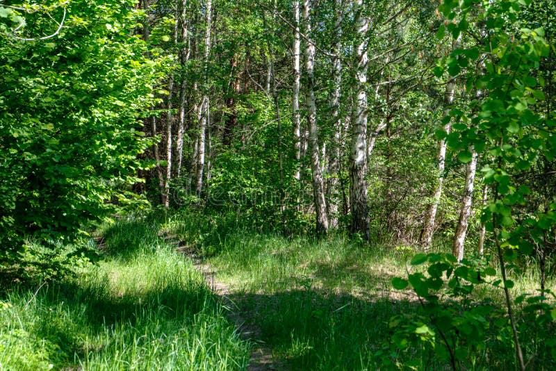 Green Foliage in Summer with Harsh Shadows and Bright Sunlight Stock ...