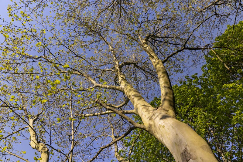 The Green Foliage of the Sycamore Tree in the Spring Season Stock Image ...