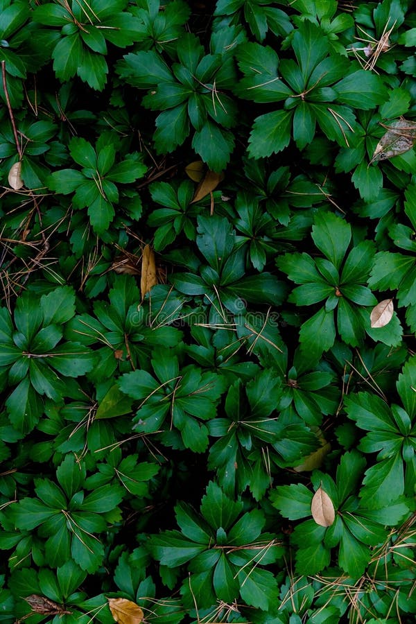 Green Foliage Texture Background. Pattern of Fresh Green Leaves in ...