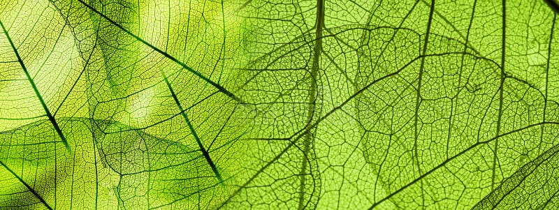 Foliage texture stock image. Image of foliage, natural - 35414279