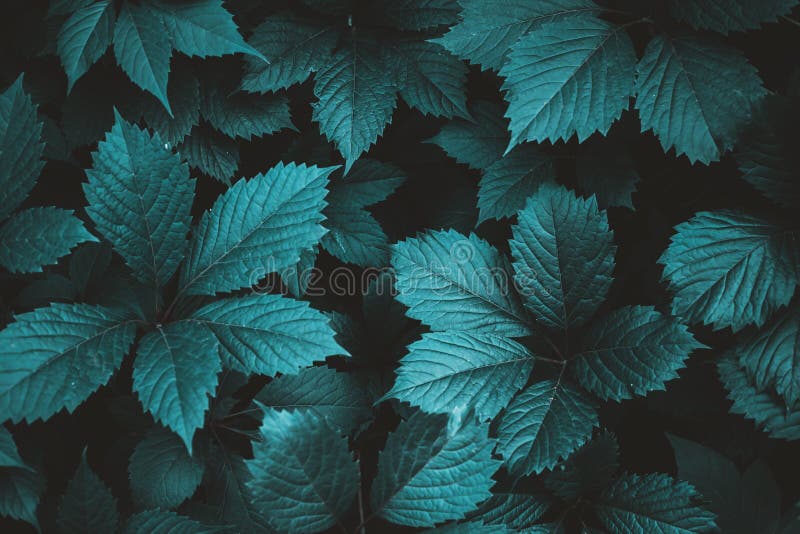 Green foliage texture stock image. Image of nature, pattern - 150807115