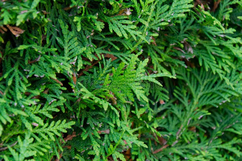 Green Foliage of a Thuja Hedge Stock Image - Image of landscape, plant ...