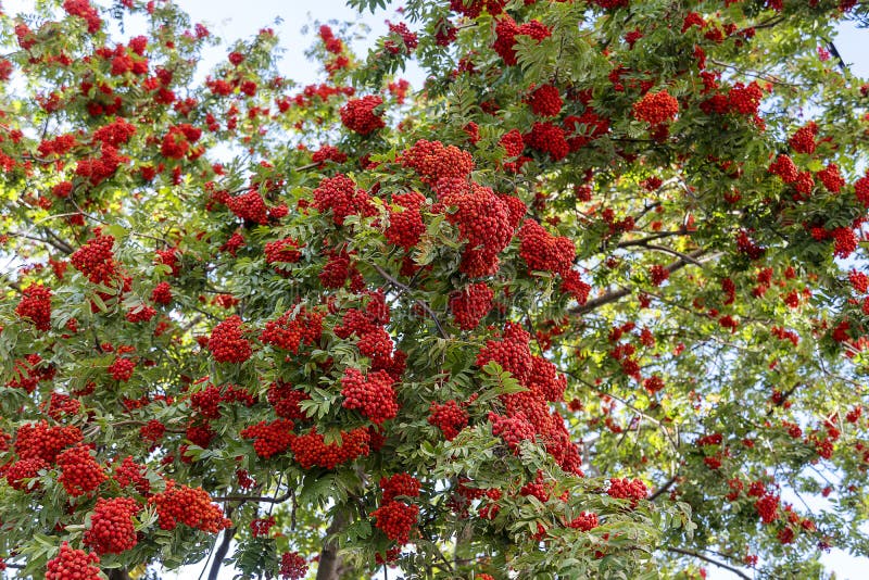 Green Foliage of a Tree with Red Berries. Many Clusters of Rowan ...