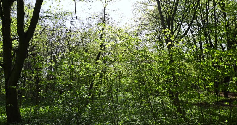 Green Foliage on Trees during Spring Warming Stock Video - Video of ...