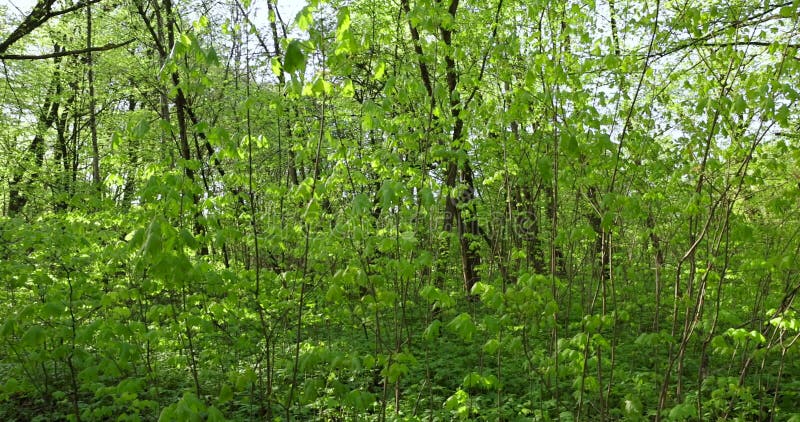 Green Foliage on Trees during Spring Warming Stock Footage - Video of ...