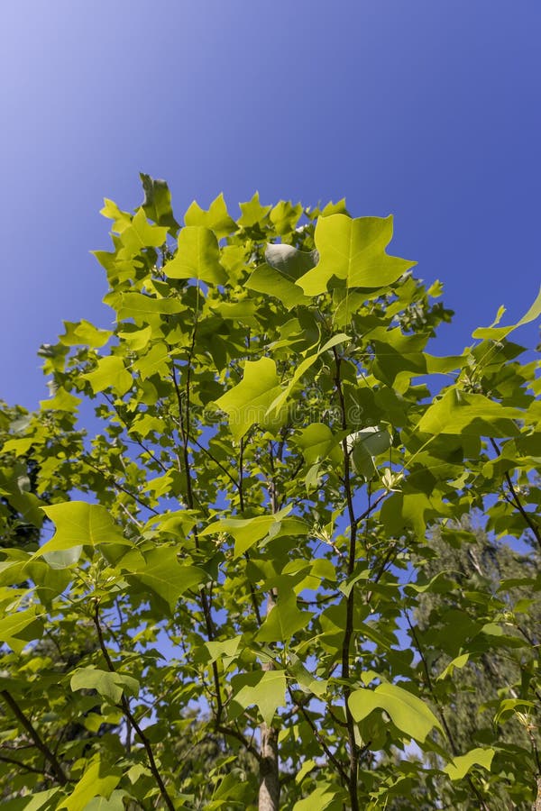 The Green Foliage of a Tulip Tree in Sunny Weather Stock Photo - Image ...