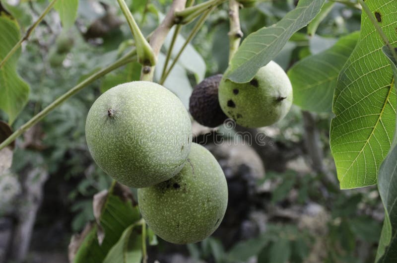 The Walnut Tree, Clusters of Green Walnuts Nestle among the Leaves ...