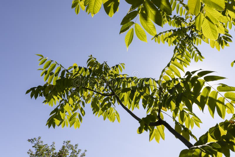 The Green Foliage of the Walnut Tree in the Summer Stock Image - Image ...