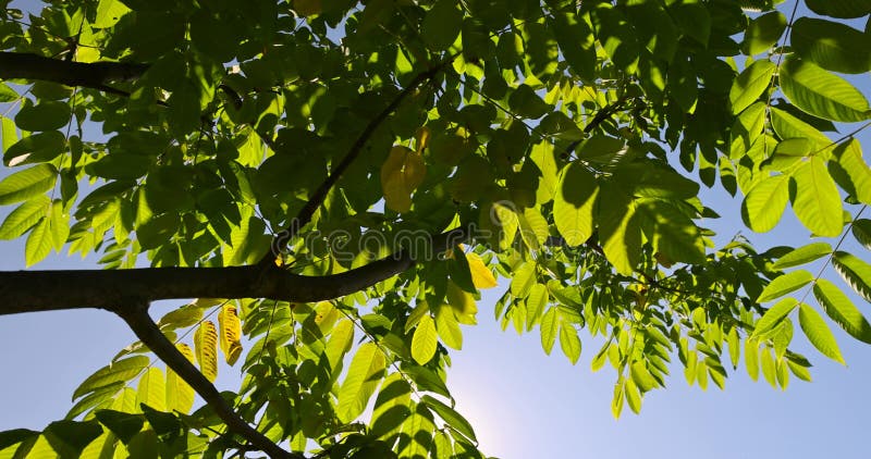 The Green Foliage of the Walnut Tree in the Summer Stock Footage ...