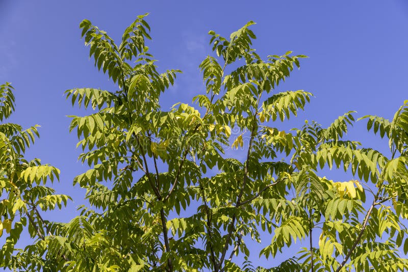 The Walnut Tree in the Summer in Sunny Weather Stock Photo - Image of ...