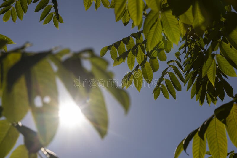 The Green Foliage of the Walnut Tree in the Summer Stock Photo - Image ...