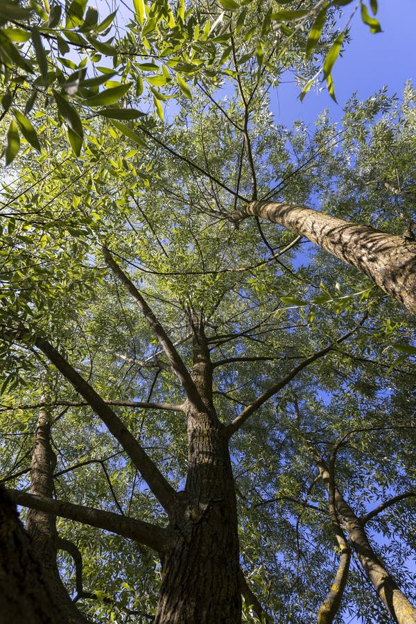 The Green Foliage of a Willow Tree in Sunny Weather Stock Photo - Image ...