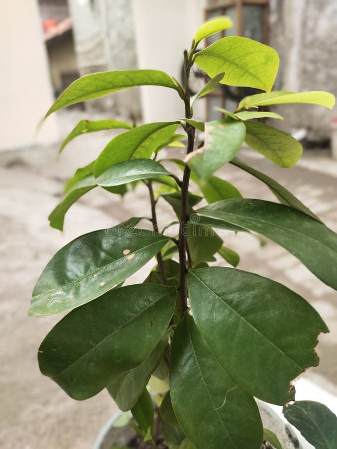 Green folwer stock photo. Image of folwer, green, evergreen - 262574564