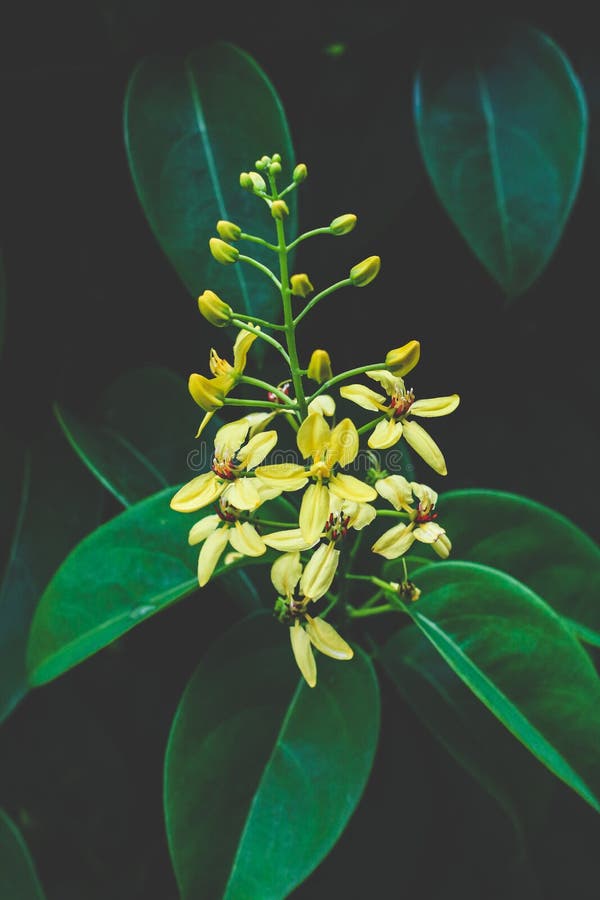 Green folwer stock image. Image of green, flower, folwer - 208565701