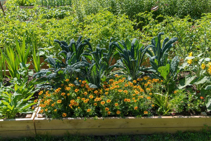 Green Food in Cultivation Boxes in a Garden Stock Photo - Image of ...