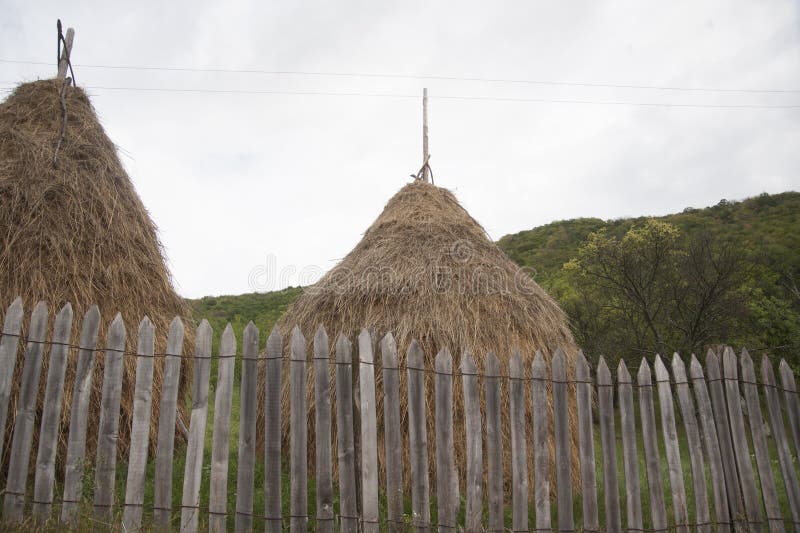 Green forage on a farm stock photo. Image of plants - 374275162