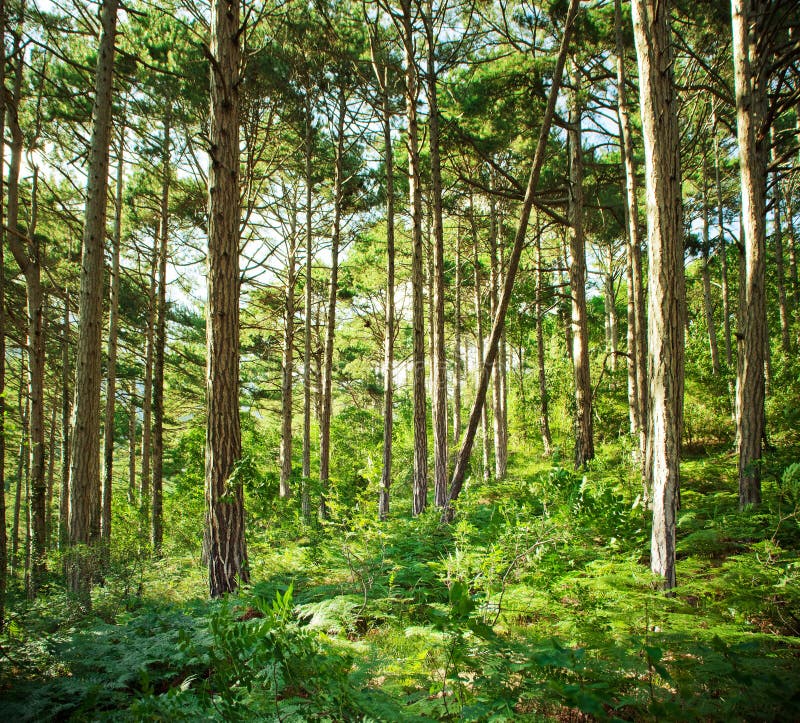 Green forest stock image. Image of nature, industry, sunbeams - 11703707