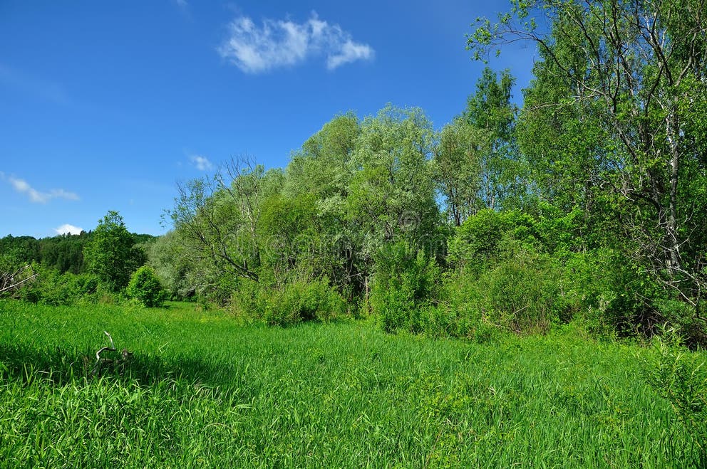 Green forest stock image. Image of group, spring, saturated - 15855609