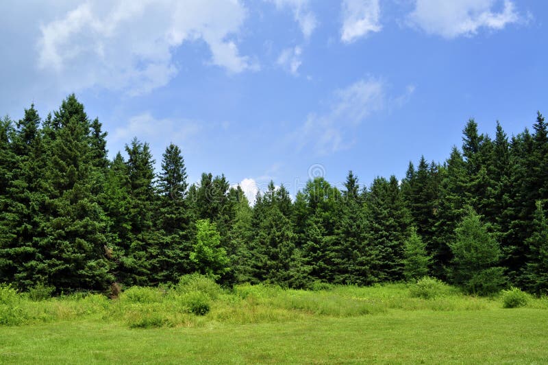 Open field stock photo. Image of greenery, field, plant - 3026764