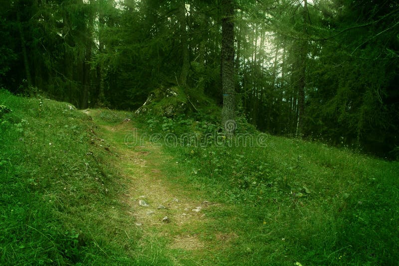 Green forest stock photo. Image of scene, landscape, enchanted - 27055044