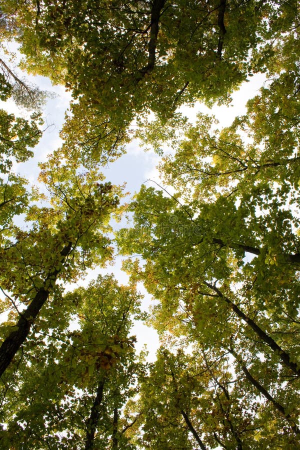 Green forest stock image. Image of lane, foliage, november - 3355525
