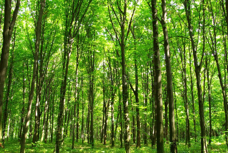 Green Forest Picture. Image: 6261033