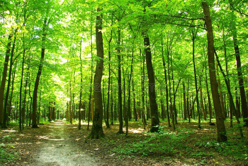 Green Forest stock photo. Image of footpath, serene, forest - 14610380