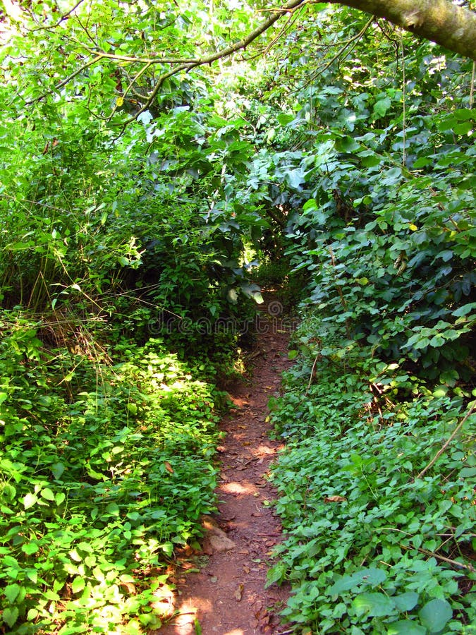 Hidden Path stock photo. Image of hidden, forest, path - 11361998